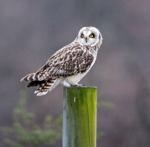 Want to try birding? Here are tips for beginners from the Lancaster ...