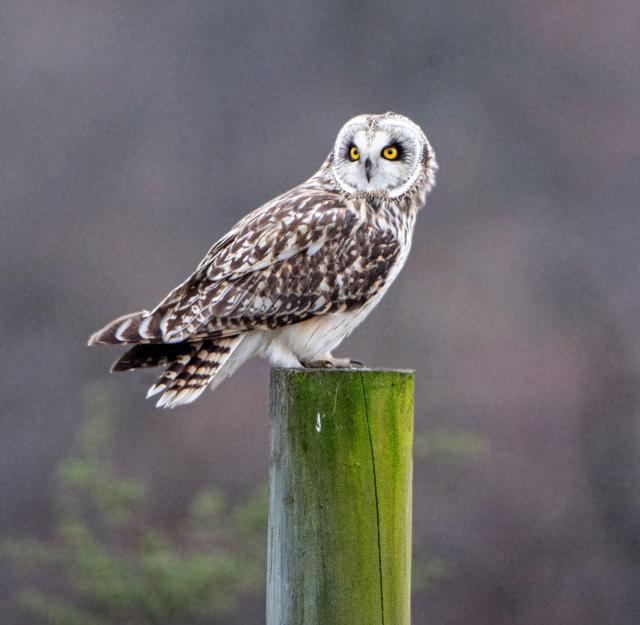 Want to try birding? Here are tips for beginners from the Lancaster ...