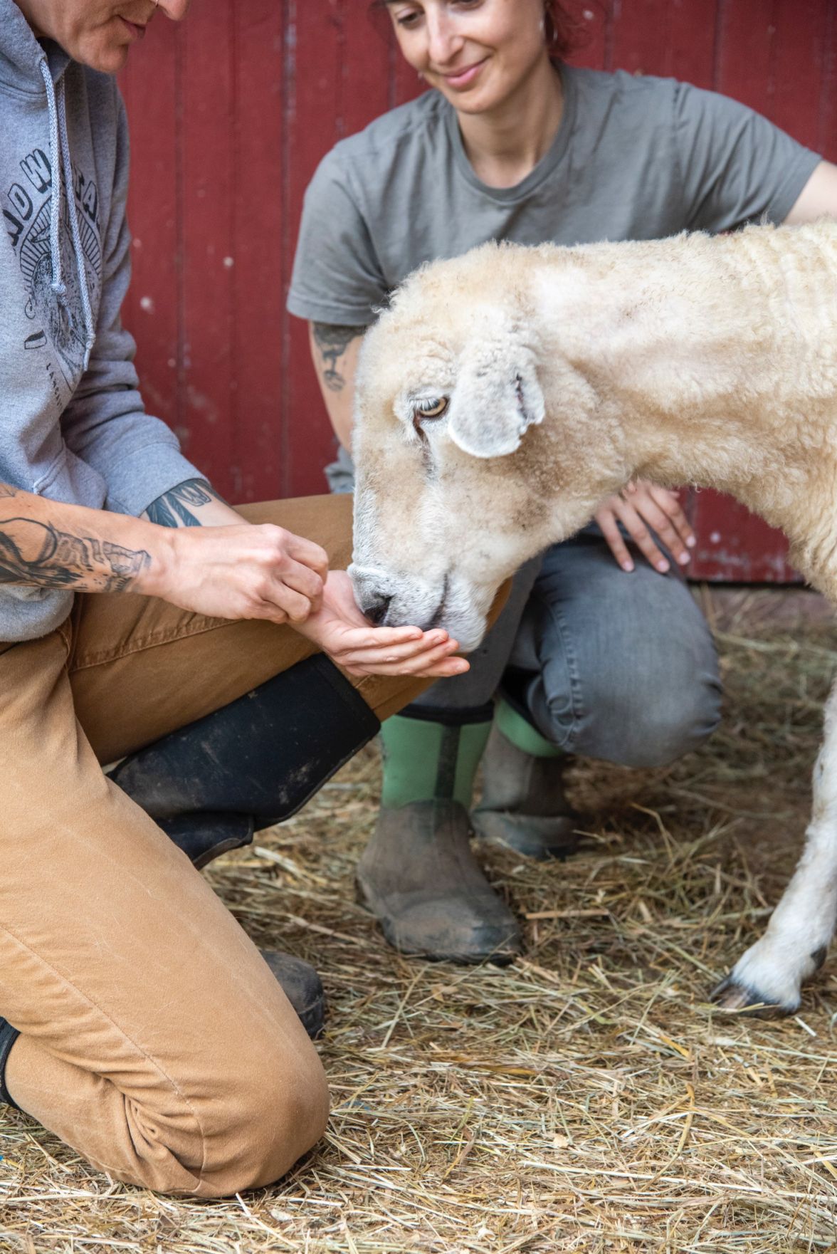 Lancaster Farm Sanctuary's moving to bigger pastures, with room to ...
