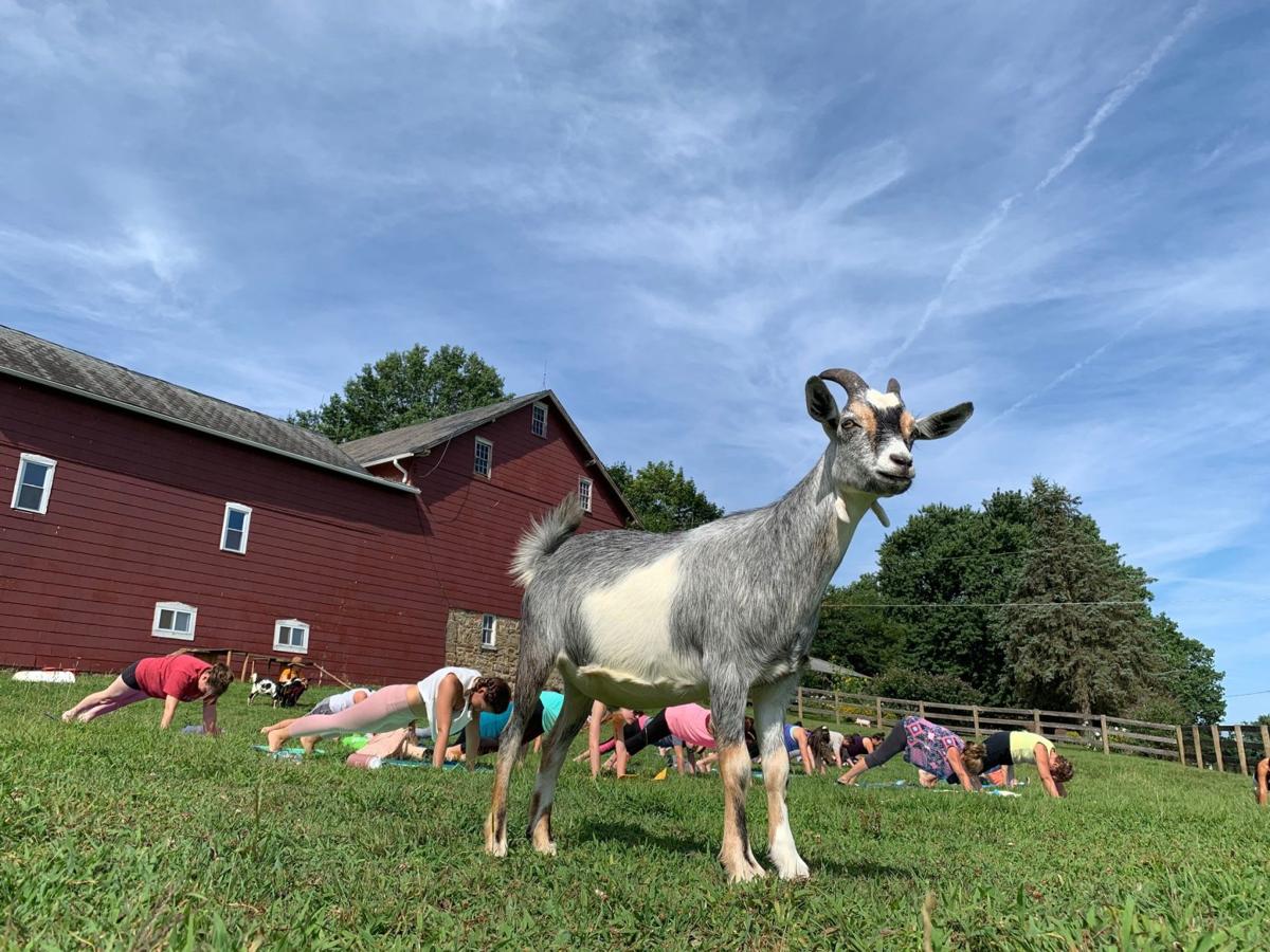 Lancaster Farm Sanctuary's moving to bigger pastures, with room to ...