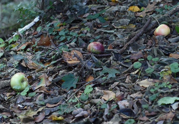 Festival celebrates mythical Pennsylvania creature: the albatwitch ...