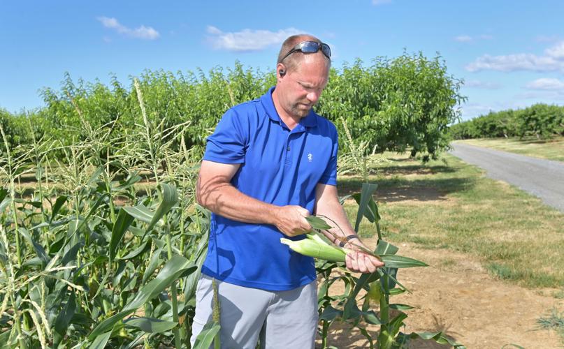 Cherry Hill Orchards are abundant with crops maturing early [photos ...