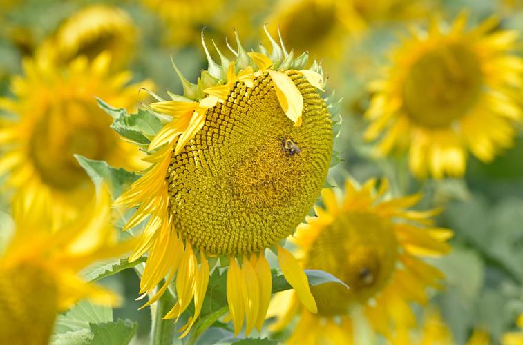 Fields of gold: Acres of sunflowers grow along Oregon Pike [photos ...