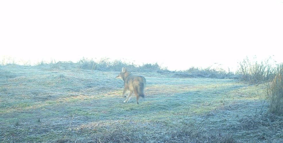 Coyotes and foxes are eating Lancaster County residents' garbage ...