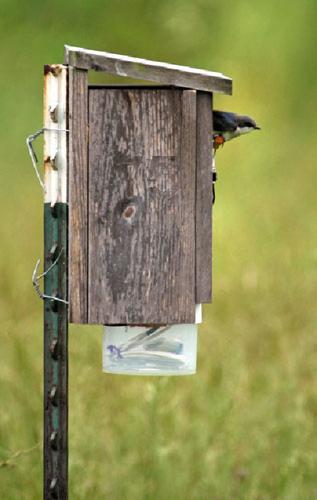 Lessons learned from lowly swallows | News | lancasteronline.com