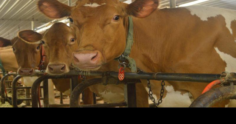 5 friends and a windy day at a Penn State cattle barn [I Know a Story ...