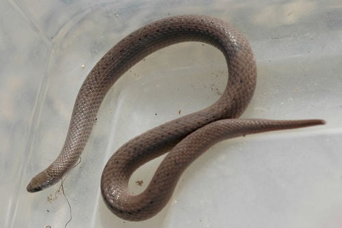 Do you kill snakes? Why? | Outdoors | lancasteronline.com