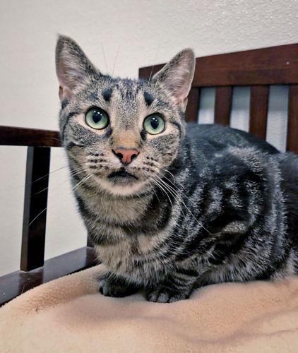 Cuddlebug cat Peep has been at the Humane League since May [Pet of the ...