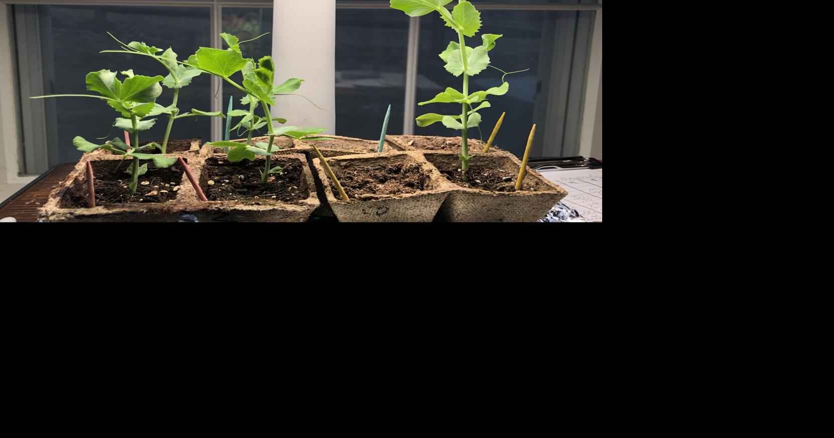 How does pH help or hurt your plants? This science fair winner has the ...