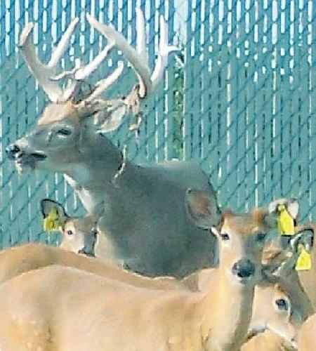 Possible state record buck escapes into River Hills, but no hunter bags ...