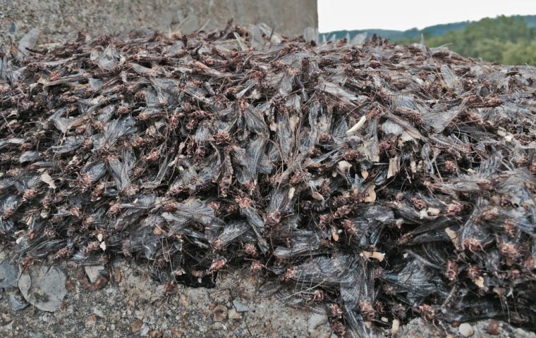 'Like a hail storm.' Mayfly blitz from new lights swarms drivers on ...