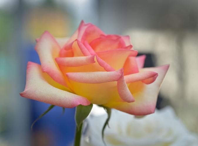 Rose Show at Hershey Garden [photos] | Home & Garden | lancasteronline.com
