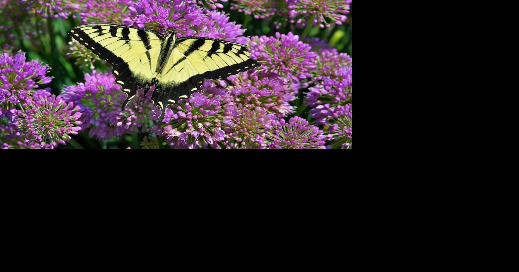 Through the Viewfinder: Butterfly in the garden | Through The ...