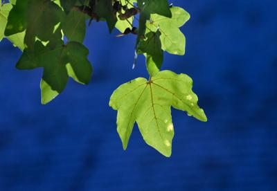 Here are 8 of the most popular trees to plant in Lancaster County ...
