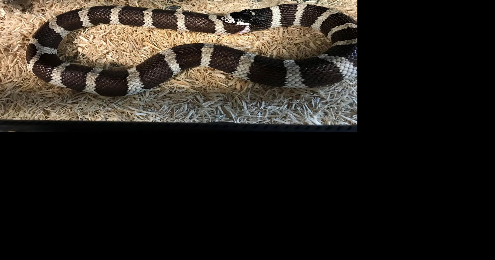 King snake tries to swallow half its own body at central Pa. sanctuary ...