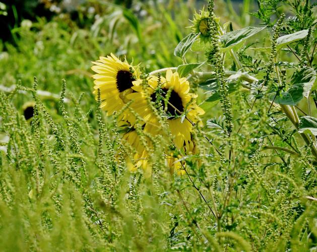 Sunflowers are still blooming at these 2 fields in Lancaster County ...