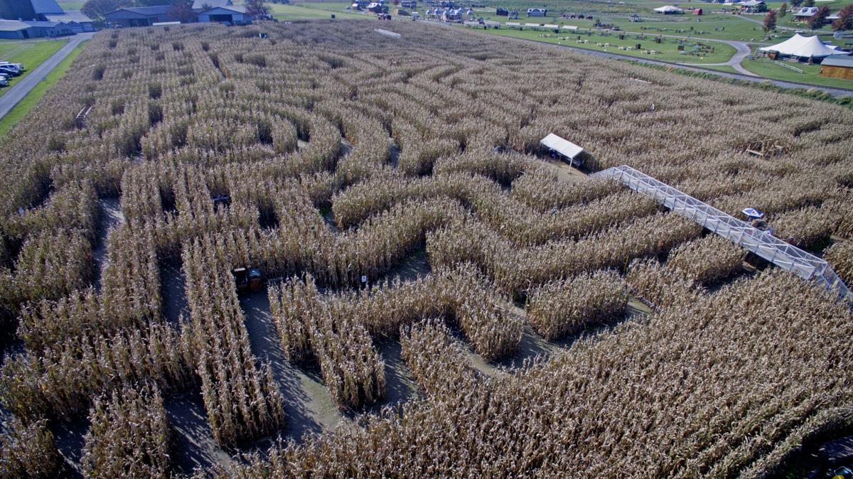 What it's like at the Cherry Crest Adventure Farm corn maze [photos ...