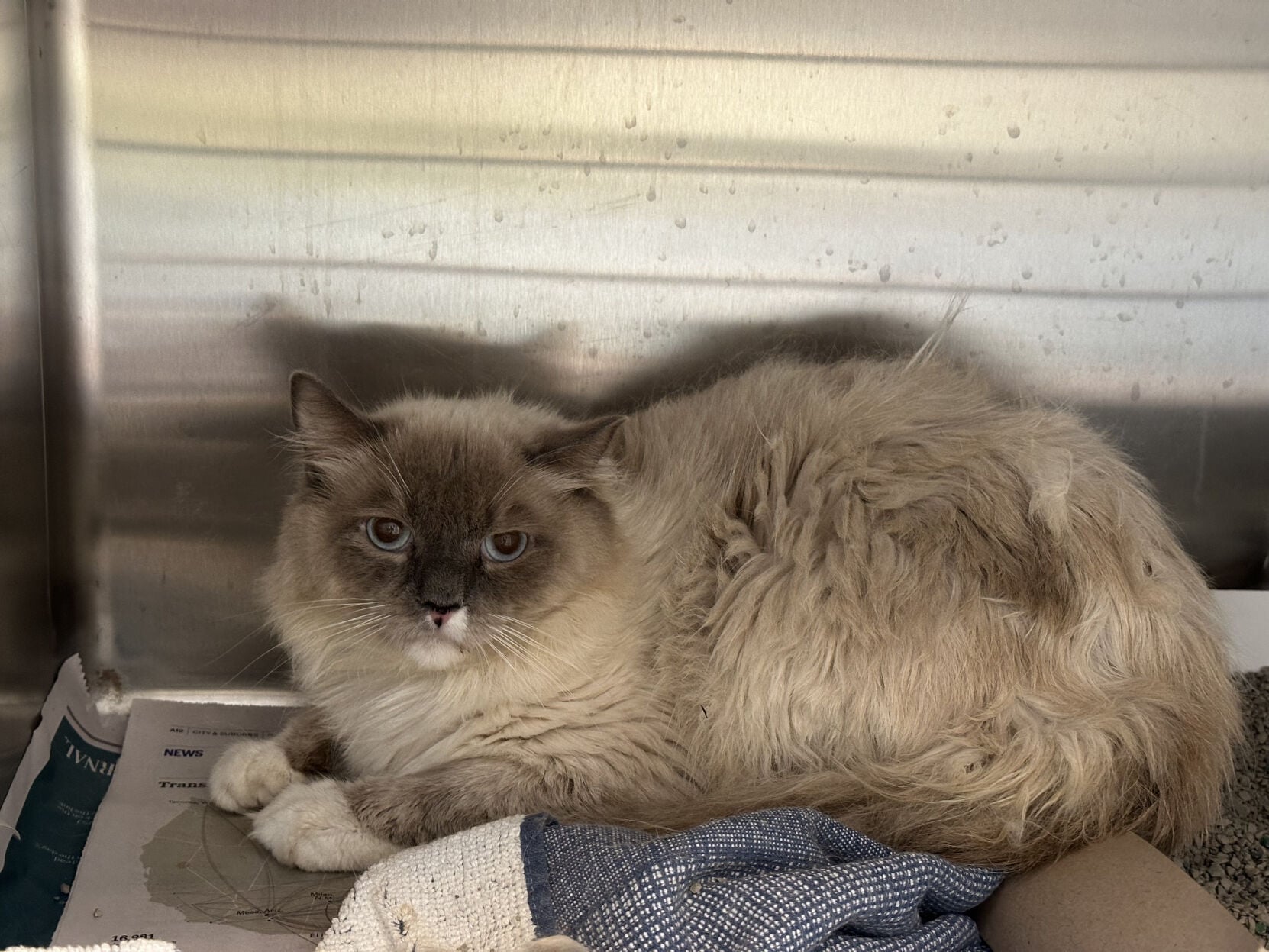Pennsylvania SPCA removes 78 cats from Lancaster Township home | Local ...