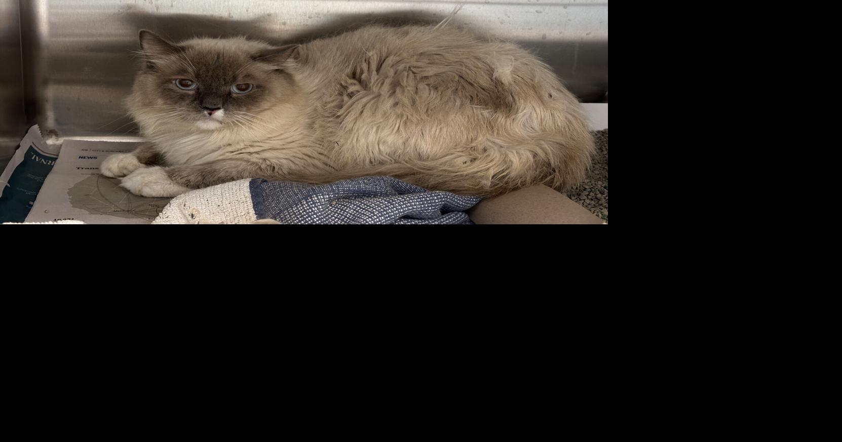 Pennsylvania SPCA removes 78 cats from Lancaster Township home | Local ...