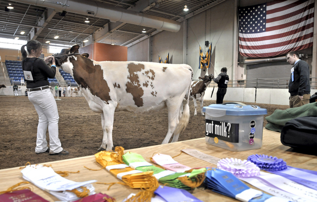 Elite dairy cattle get meticulous care, precise inspection at Farm Show ...