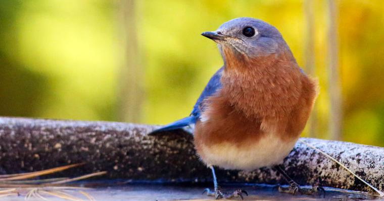 Make a home for a bluebird family at county park Monday | Life ...