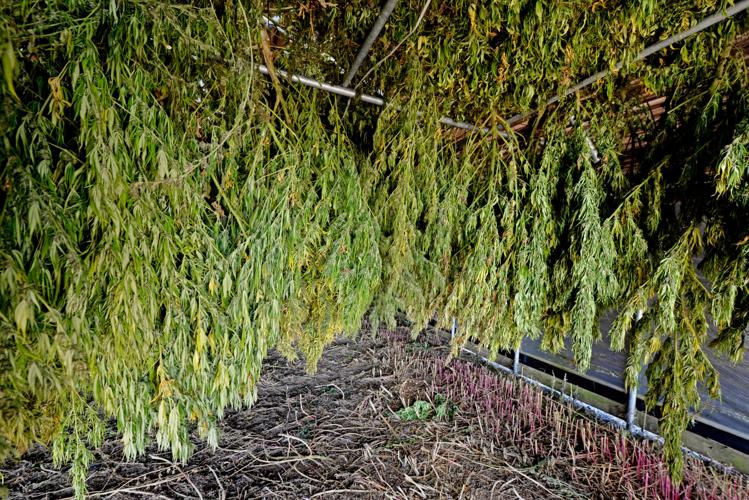 Lancaster County harvested its first commercial hemp harvest since 1937 ...
