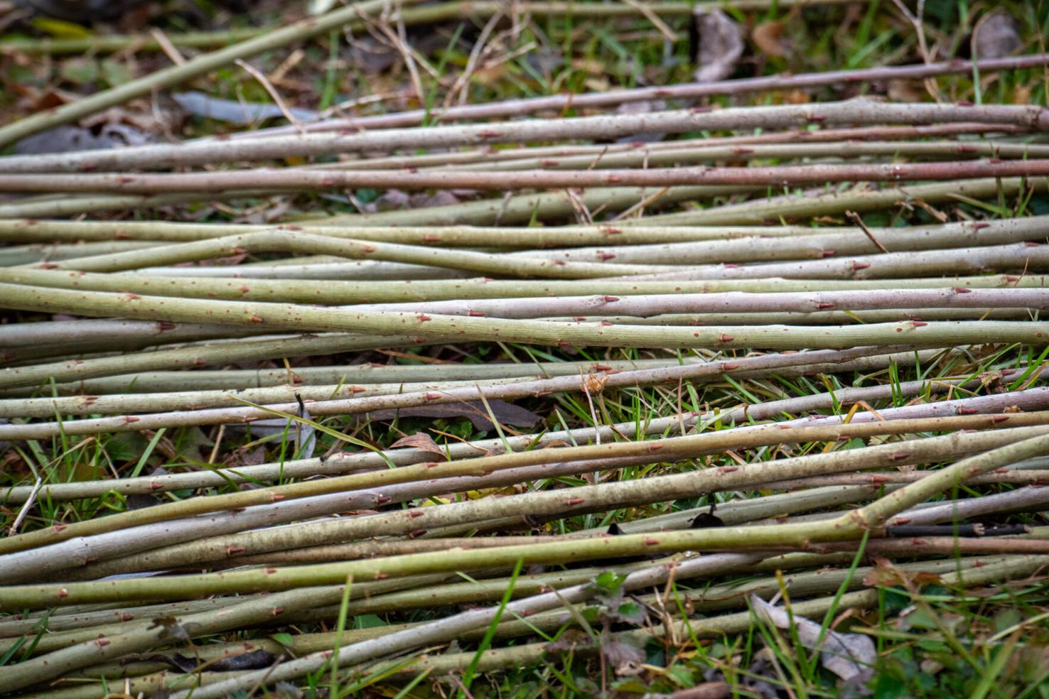 Growing willow trees, an agriculture experiment | Home & Garden ...