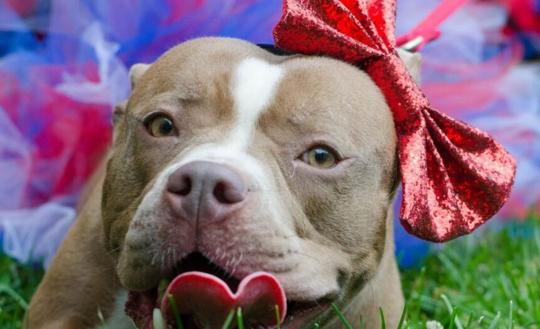 PSPCA hosts first 'Pittiefest' with $5 adoption fees for pit bulls ...