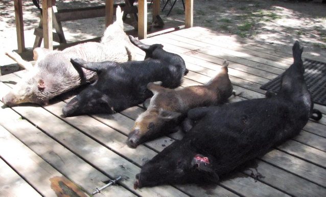 Anthony Oliver and his dozens of dogs chase down Georgia's feral hogs ...