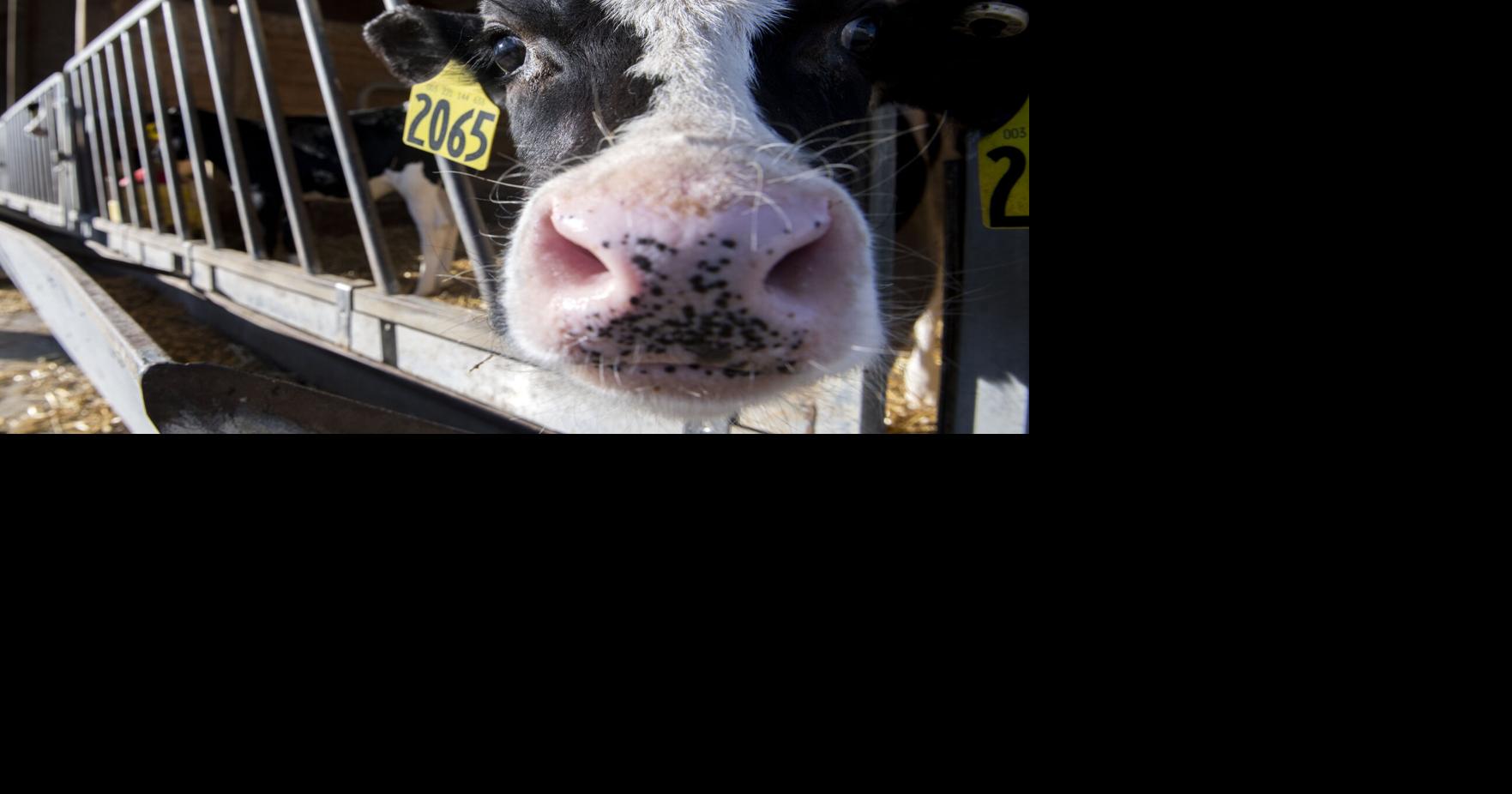 Virtual Calving Corner; archery demonstrations: 5 events, panels from ...