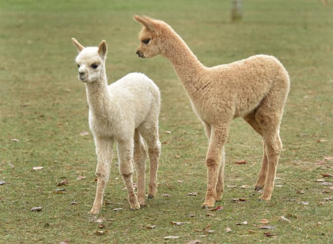 Thousands come to see alpacas at Mount Joy farm this weekend | News ...