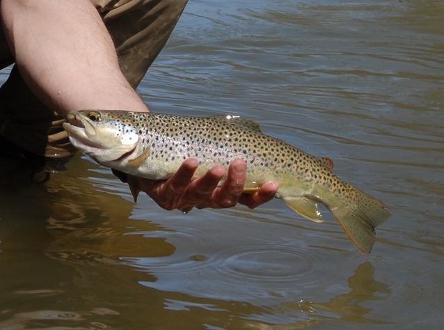 The value of stocked trout | Outdoors | lancasteronline.com