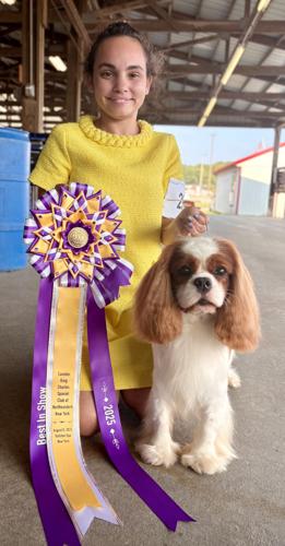 Meet 4 dogs from, near Lancaster County set to compete at Westminster ...
