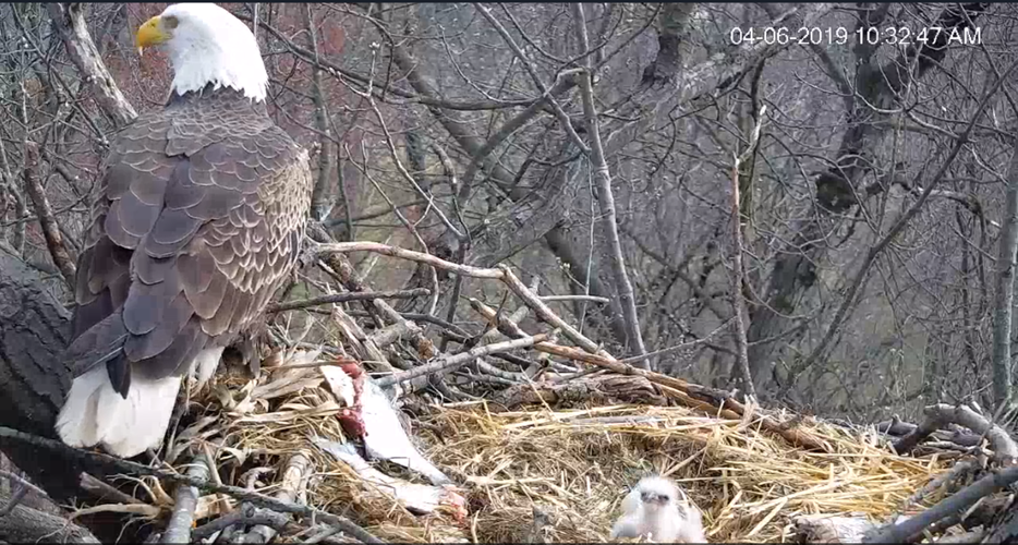 Second egg hatches in Hanover Bald Eagle nest [watch] | Outdoors ...