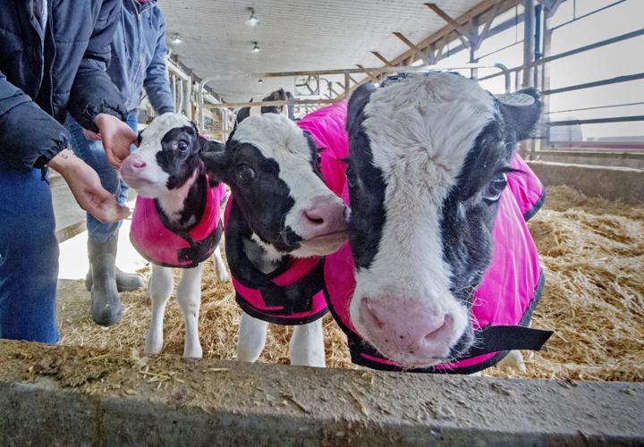 Rare triplet calves born at Manheim's Kreider Farms | Entertainment ...