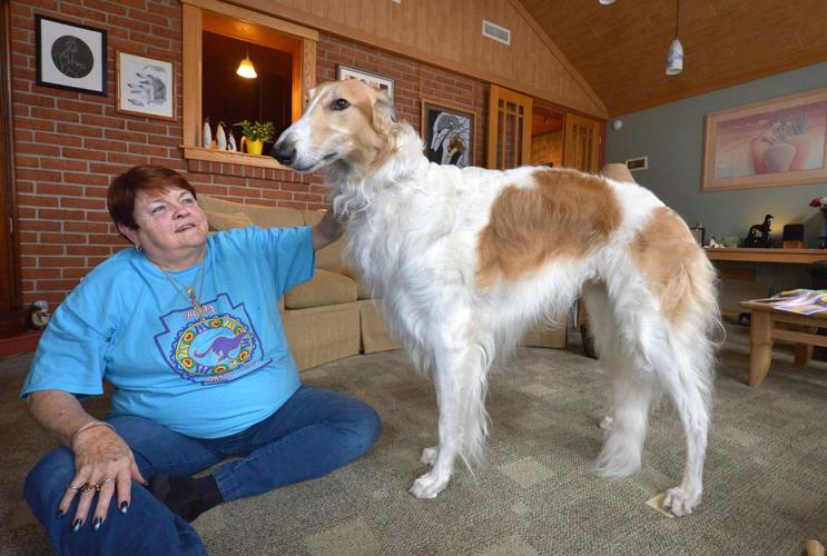 Sachi is wishing for a win at the Westminster Dog Show | Life & Culture ...