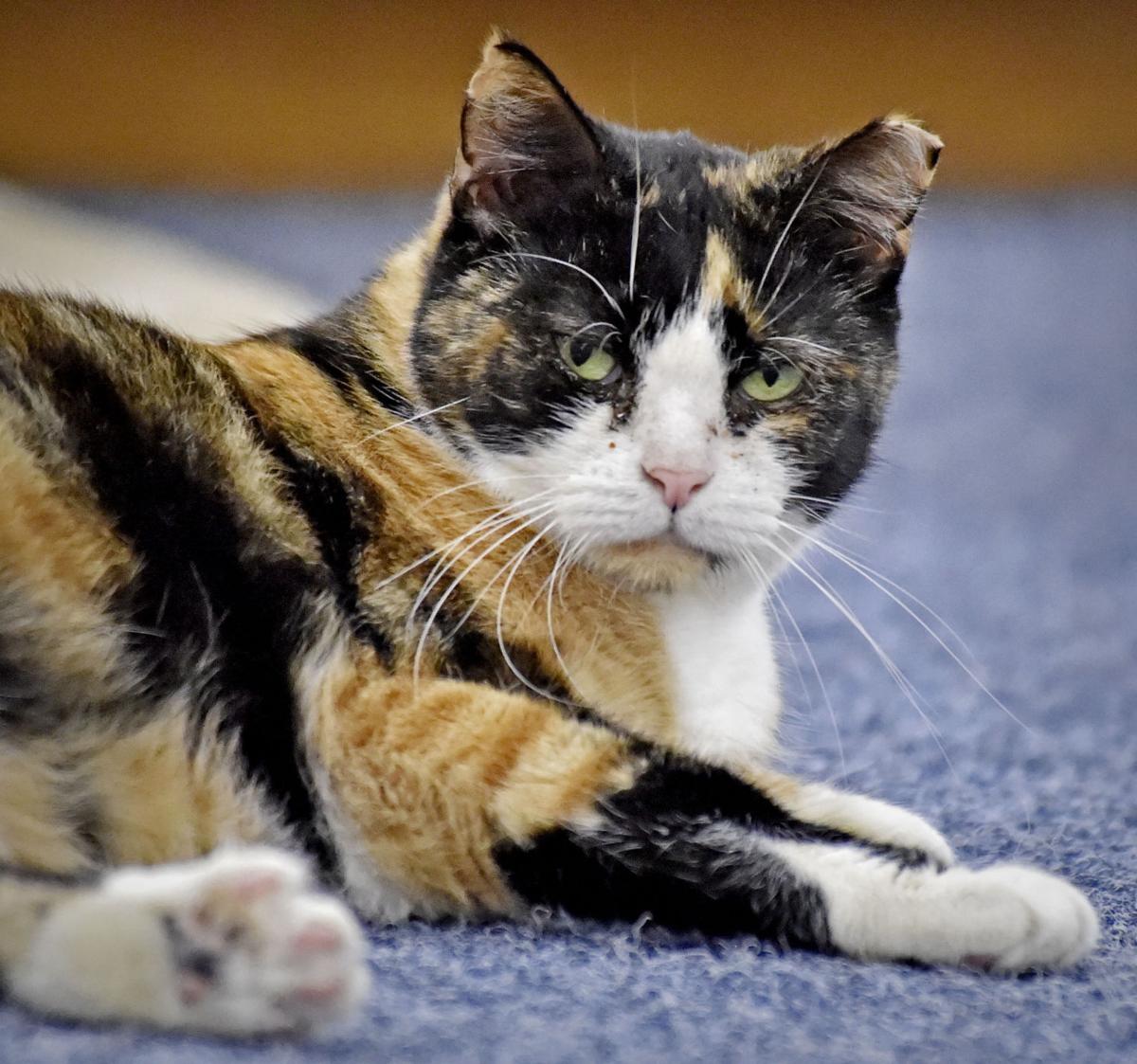 Pet of the week: Adopt Callie, a 4-year-old calico cat | Local News ...