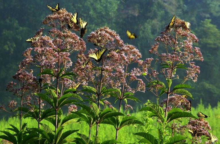 What's happened to Lancaster County's butterflies this summer ...