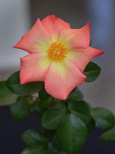 Rose Show at Hershey Garden [photos] | Home & Garden | lancasteronline.com