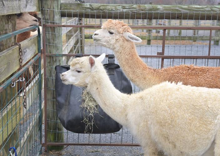 Eastland Alpacas hosts final open house of the year [photos] | Local ...