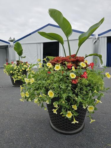 US Women's Open planters | | lancasteronline.com