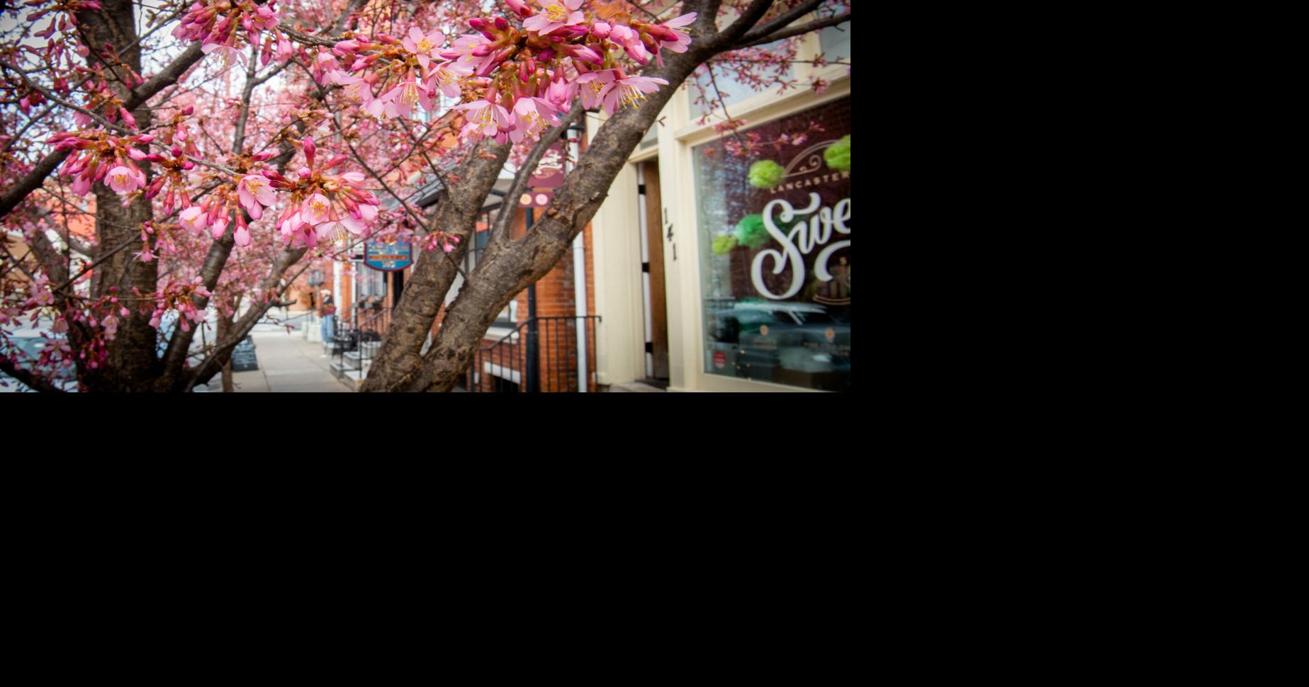 8 events in Lancaster County to check out this weekend, from a cherry ...