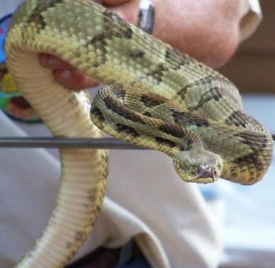 Club plans to go looking for trouble | News | lancasteronline.com