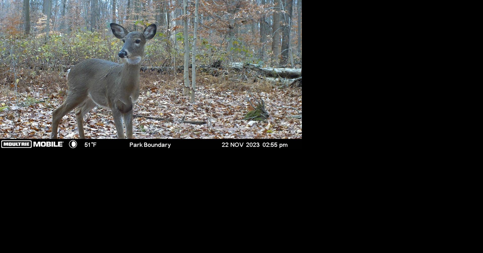 First come, first serve for hunters applying for doe tags this hunting ...