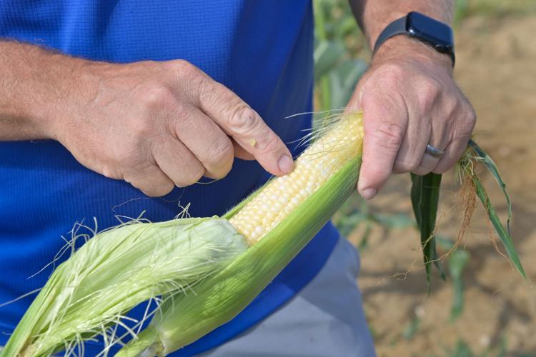 Cherry Hill Orchards are abundant with crops maturing early [photos ...