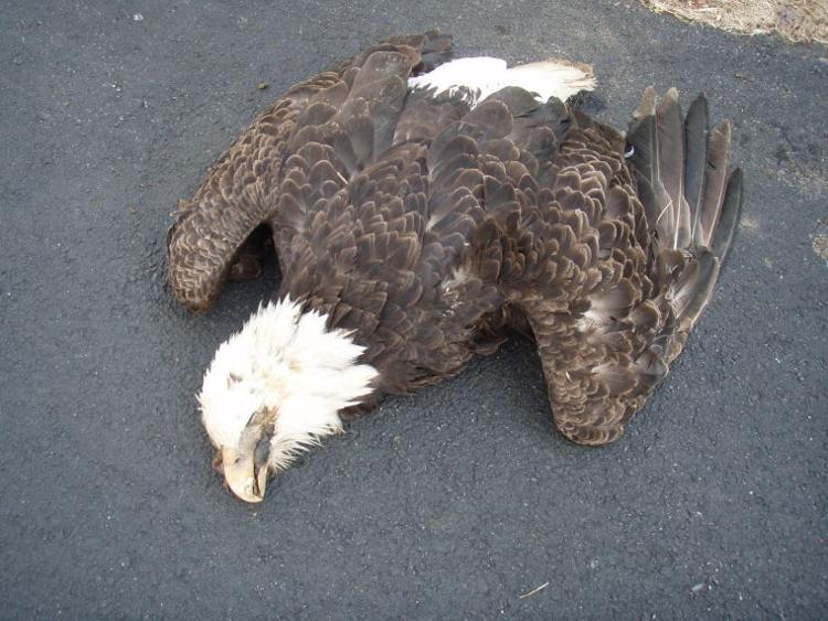 Dead eagle found at base of well-known nest near Strasburg | Local News ...