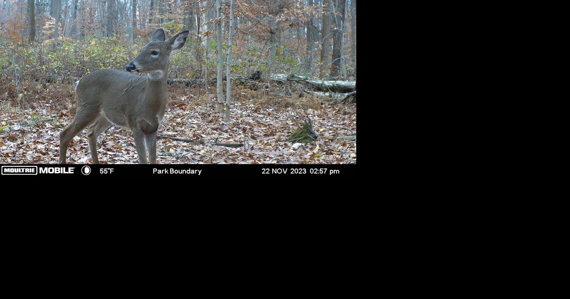 Here's how Pa. hunters can get antlerless deer licenses [column ...