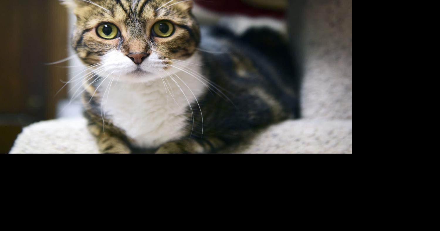 PET OF THE WEEK: Dink wants to go head to head with you | Life ...