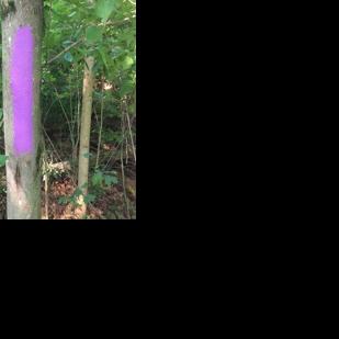 Seeing purple: new law allows blazes to replace no-trespassing signs ...