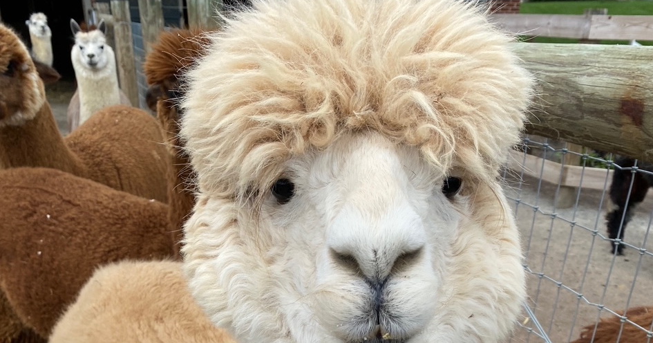 7 things in Lancaster County to do this weekend, from an alpaca open ...